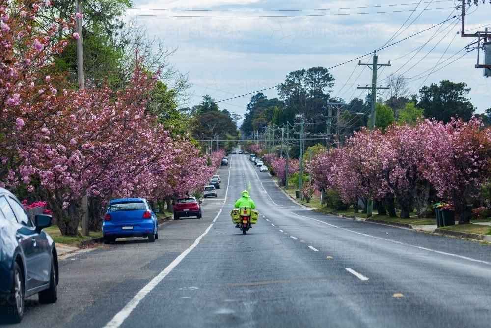 Image of Pink spring trees lining suburban street with postie on bike delivering mail - Austockphoto