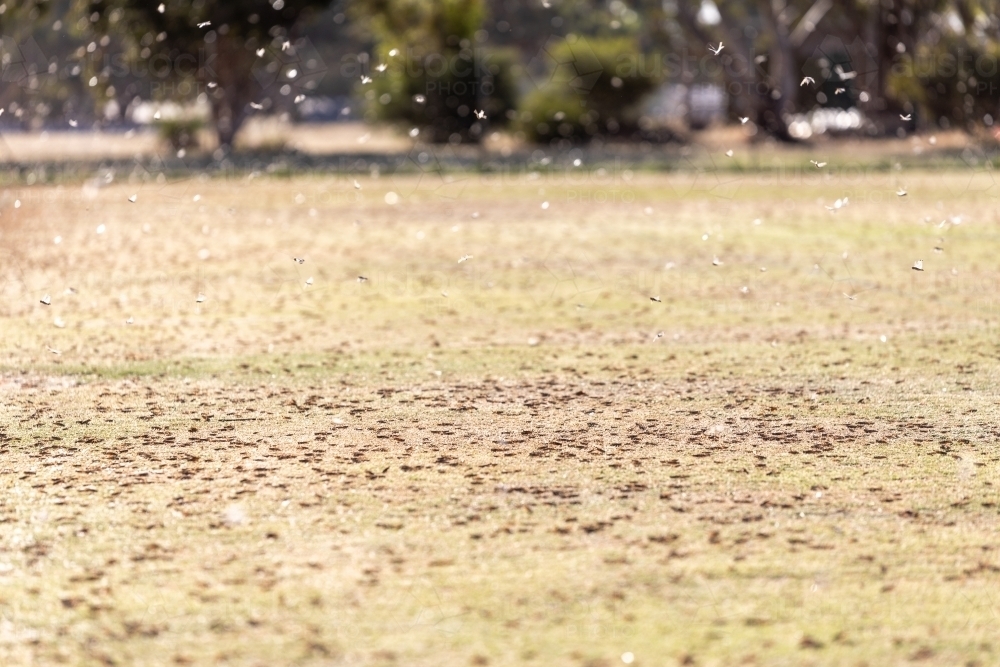Image of Plague locusts on grass - Austockphoto