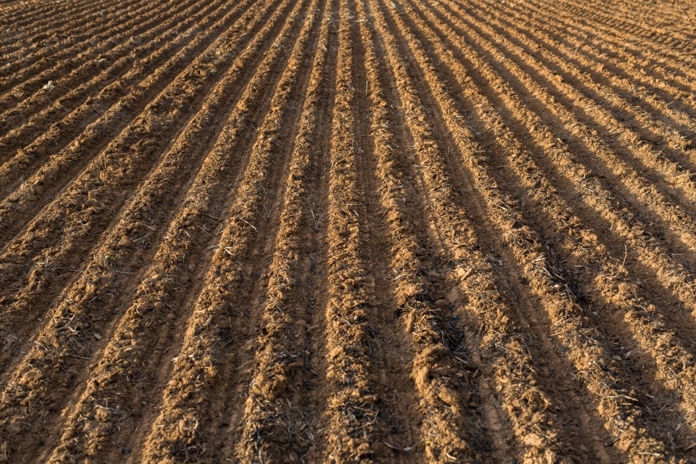 Image of Ploughed paddock planted with canola seeds - Austockphoto