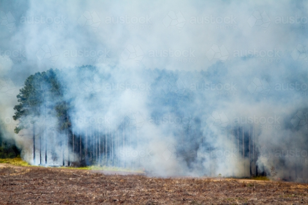 Image of Plumes of smoke rising from a prescribed burn. - Austockphoto