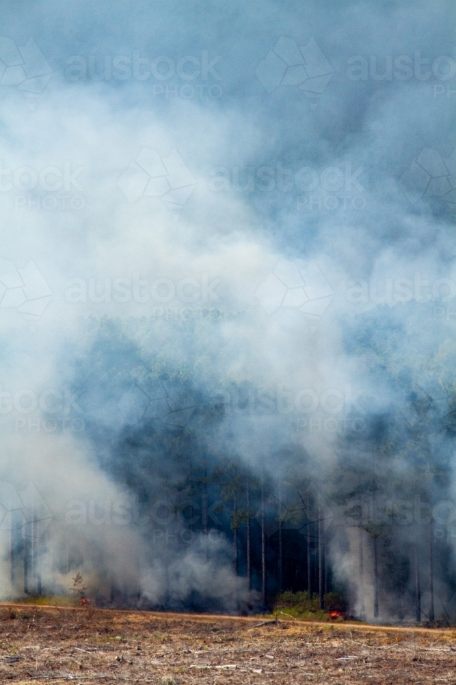 Image of Plumes of smoke rising from a prescribed burn. - Austockphoto