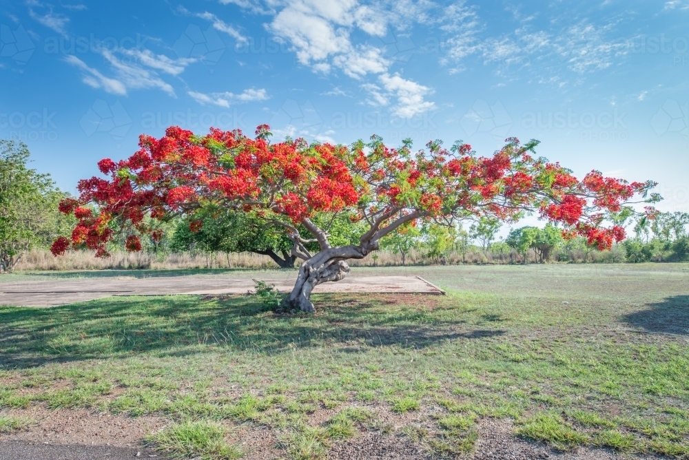 Image of Poinciana Tree in flower - Austockphoto