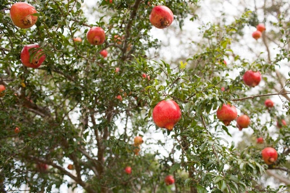 Image of Pomegranate trees - Austockphoto