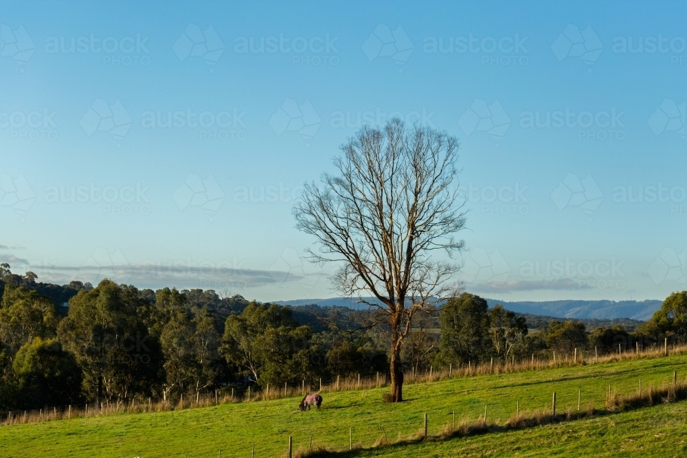 Image of Pony under tree on green hillside - Austockphoto