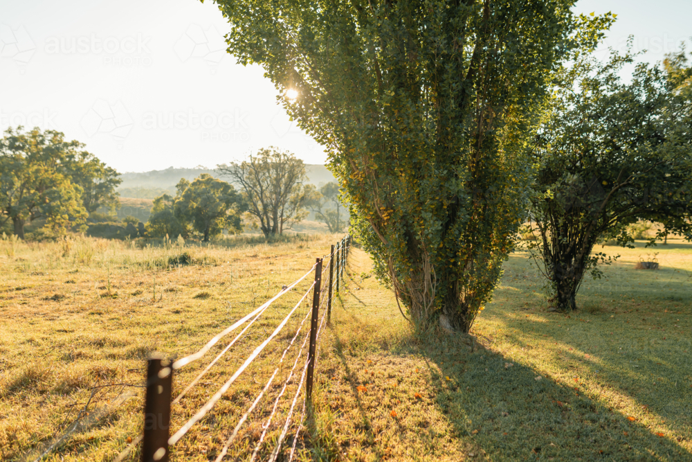Image of Poplar tree along boundary fence line on rural property with ...