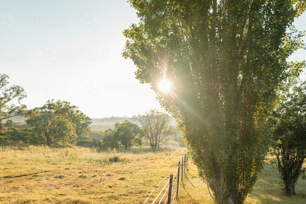 Image of Poplar tree along boundary fence line on rural property with ...