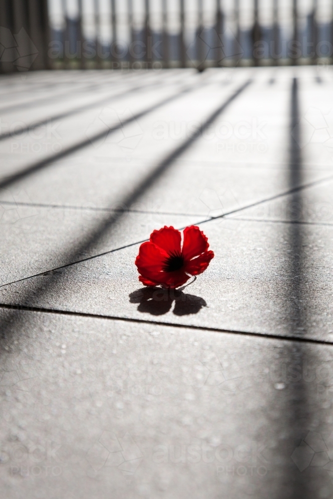 Image of Poppy fallen on the ground at a war memorial - Austockphoto