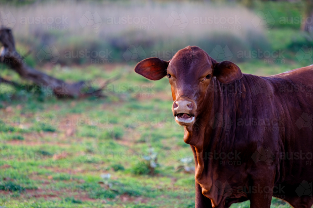 Image of Portrait of a brown cow in a grassy paddock - Austockphoto