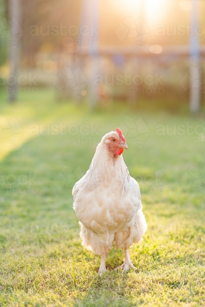 Image of Portrait of a happy backyard hen on green lawn in afternoon ...