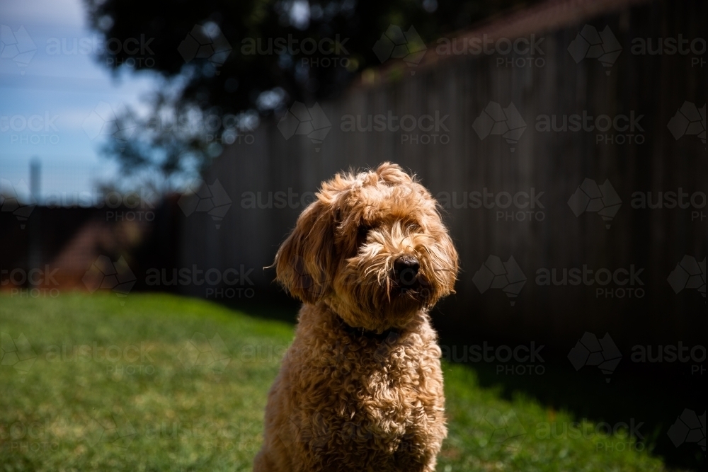 Image of portrait of a labradoodle - Austockphoto