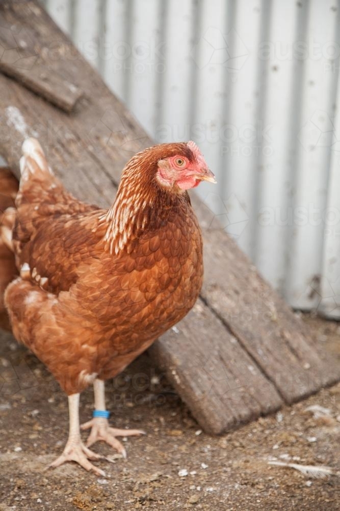 Image of Portrait of a single Isa brown hen standing in the chook yard ...