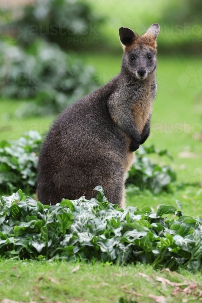Image of portrait of a Wallaby - Austockphoto