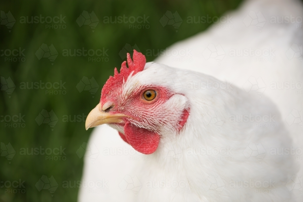 Image of portrait of a white broiler meat chicken looking at the camera - Austockphoto