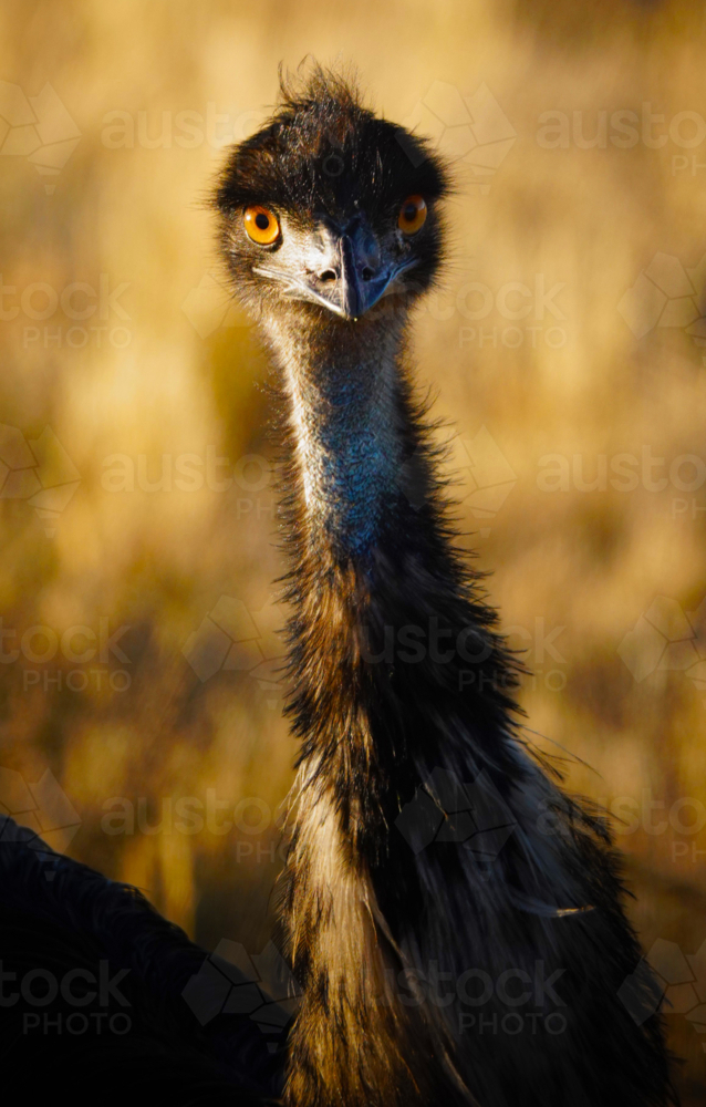 Image of Portrait of an emu at sunset in a grass field - Austockphoto