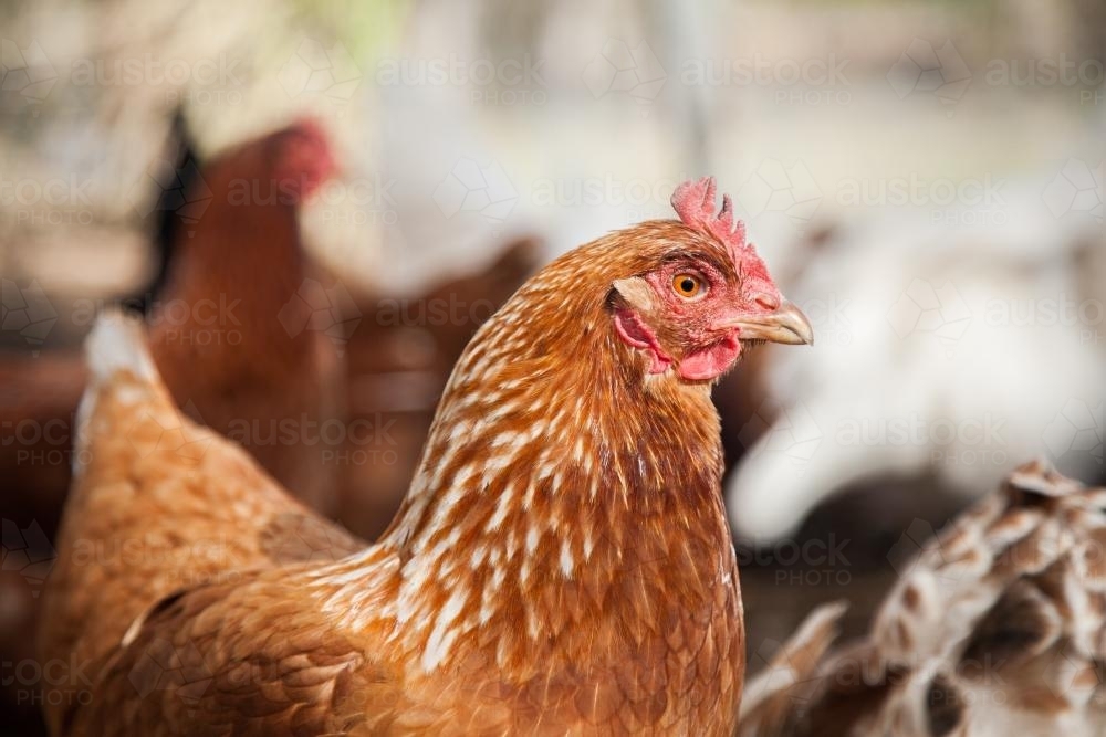 Image of Portrait of an Isa brown laying hen in the chook yard ...