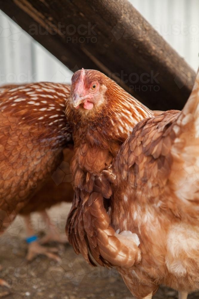 Image of Portrait of an Isa brown laying hen in the chook yard ...