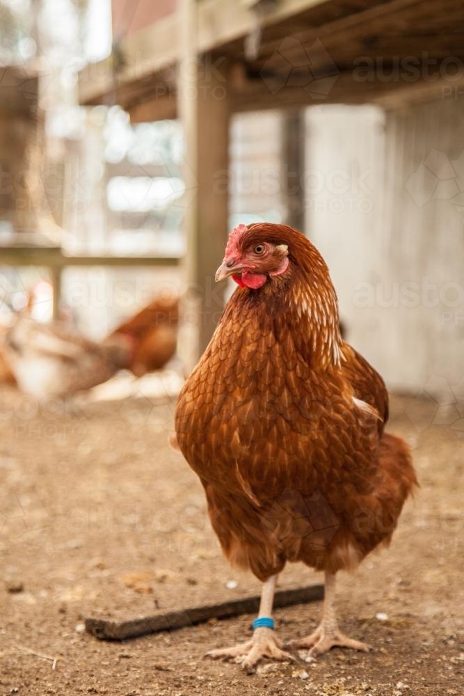 Image of Portrait of an Isa brown laying hen in the chook yard ...