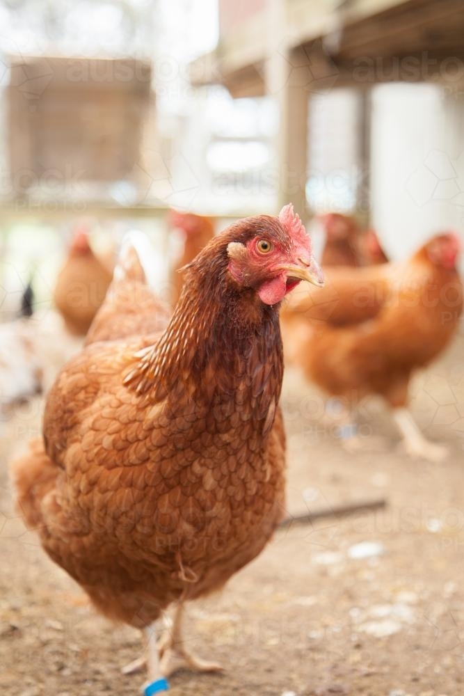 Image of Portrait of an Isa brown laying hen in the chook yard ...