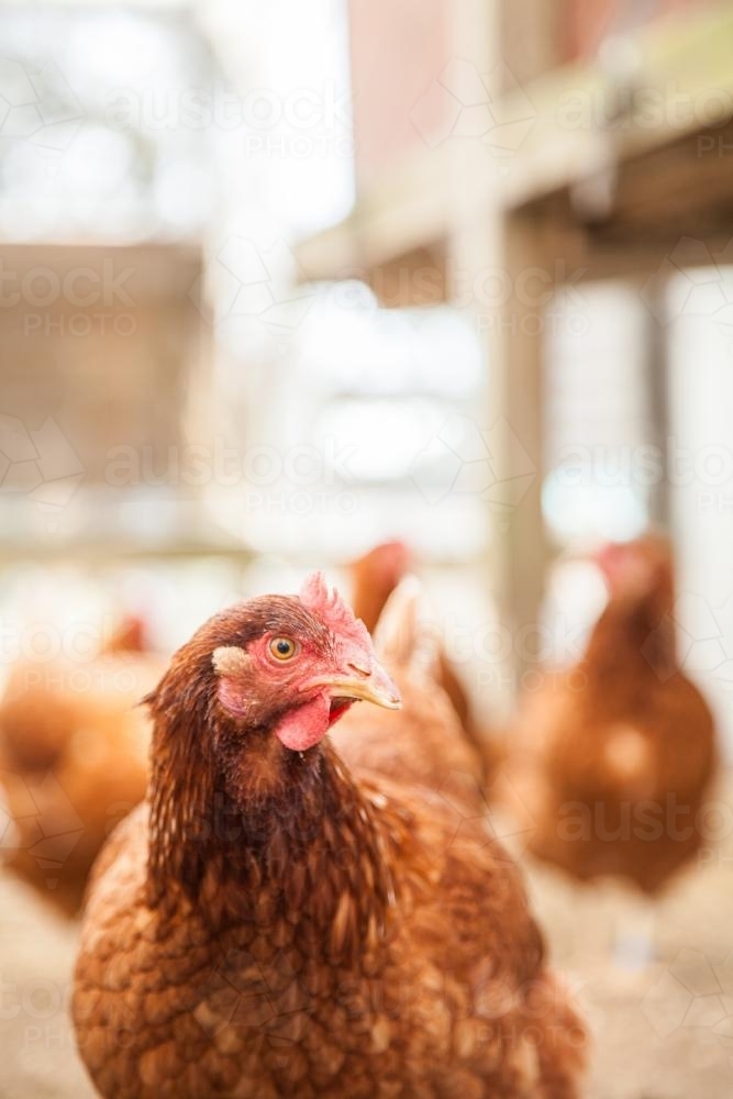 Image of Portrait of an Isa brown laying hen in the chook yard ...