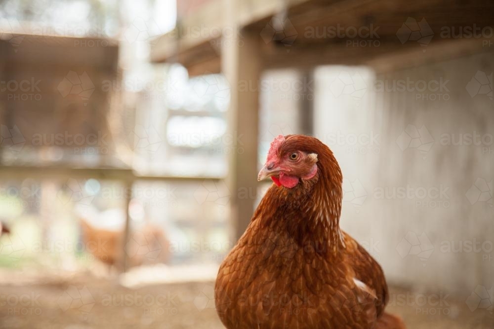 Image of Portrait of an Isa brown laying hen in the chook yard ...