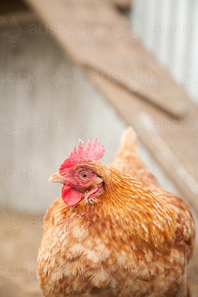 Image of Portrait of an Isa brown laying hen in the chook yard ...