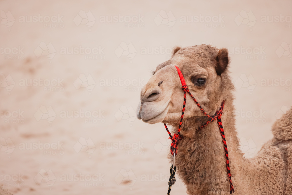 Image of Portrait of camel resting on the sand wearing red harness with ...