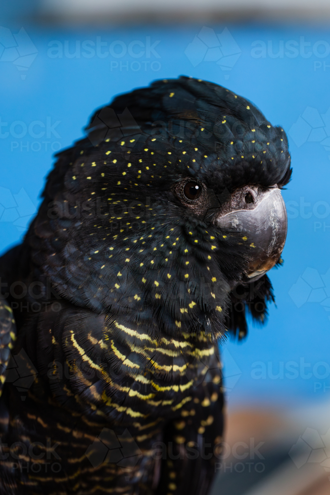 Image of Portrait of female red tailed black cockatoos indoors ...