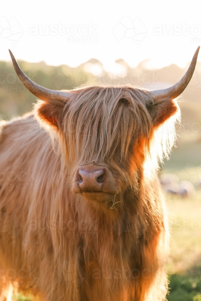 Image of Portrait of highland cow standing in field in golden afternoon ...