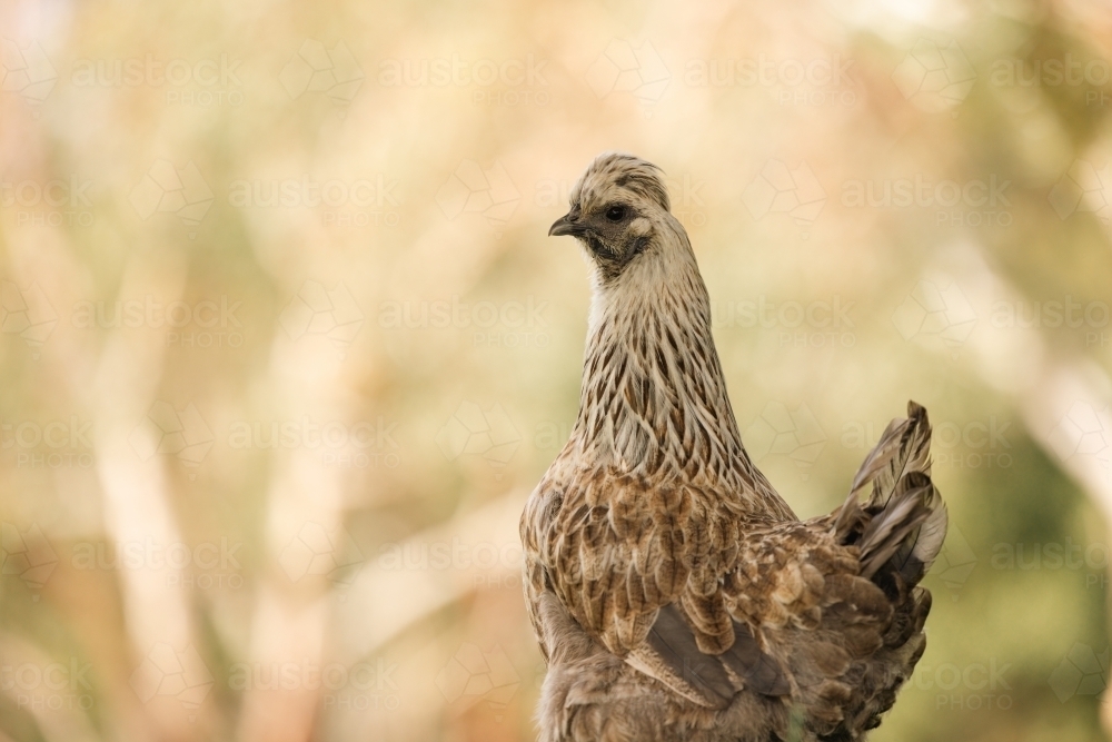 Image of Portrait of mixed-breed chicken with copy space - Austockphoto