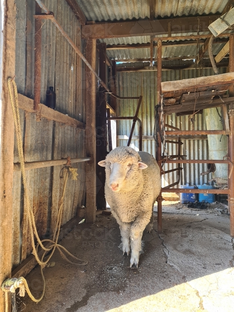Image of Portrait of relaxed single sheep standing in shed on farm ...