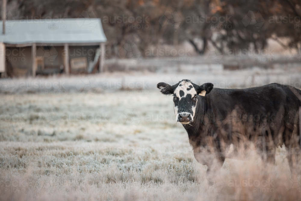Image of Portrait of single cow standing in frost covered field on ...