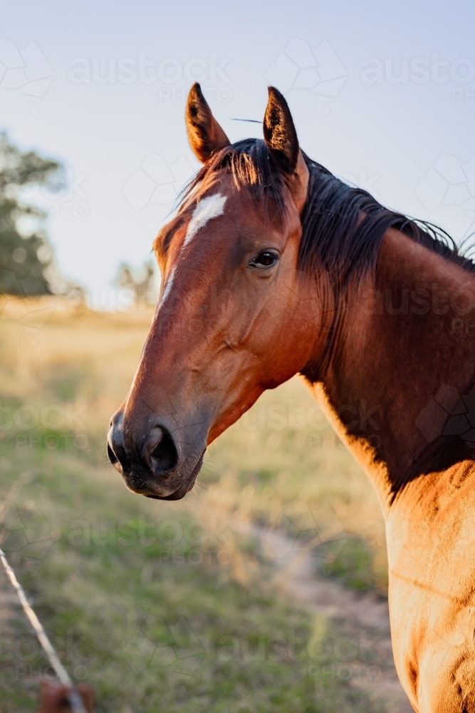 Image of Portrait of single horse in paddock on a golden afternoon ...