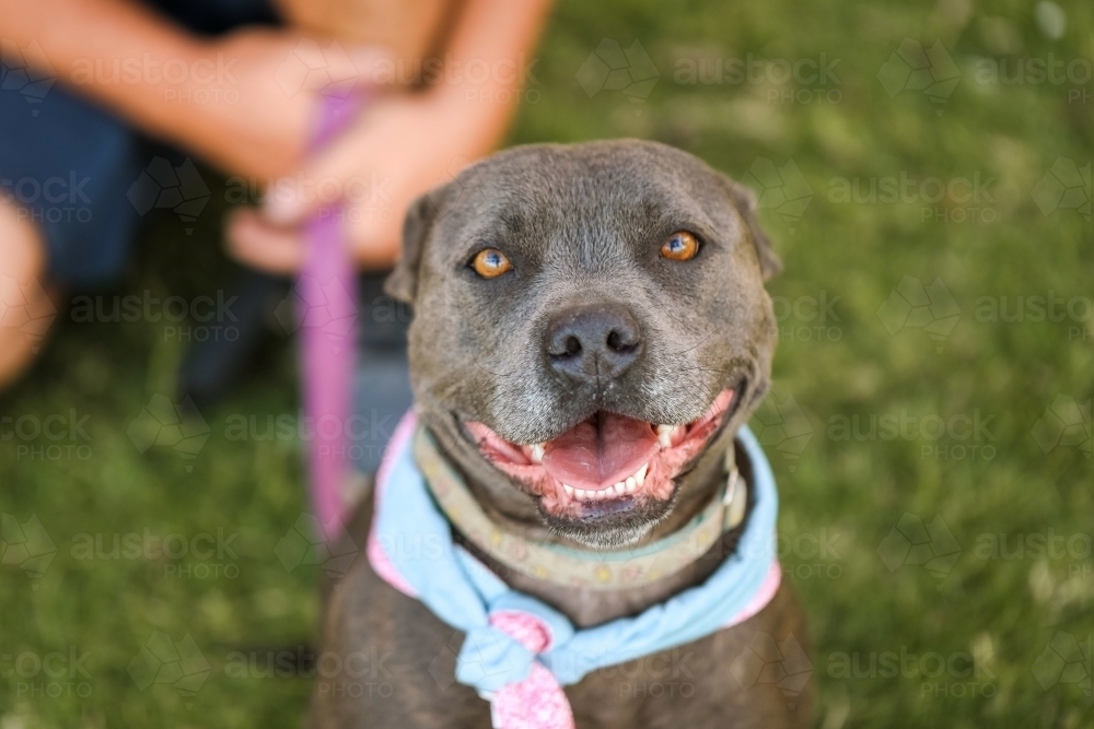 Image of Portrait of Staffy breed dog wearing bandana sitting in park ...