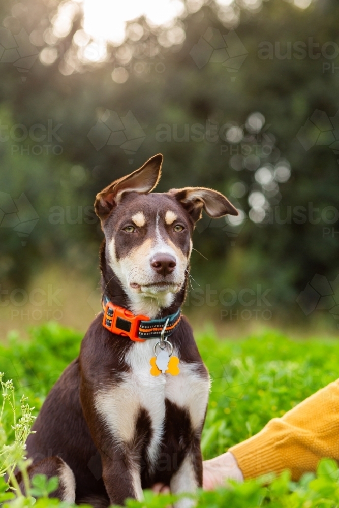 Image of portrait of young floppy eared kelpie dog - Austockphoto
