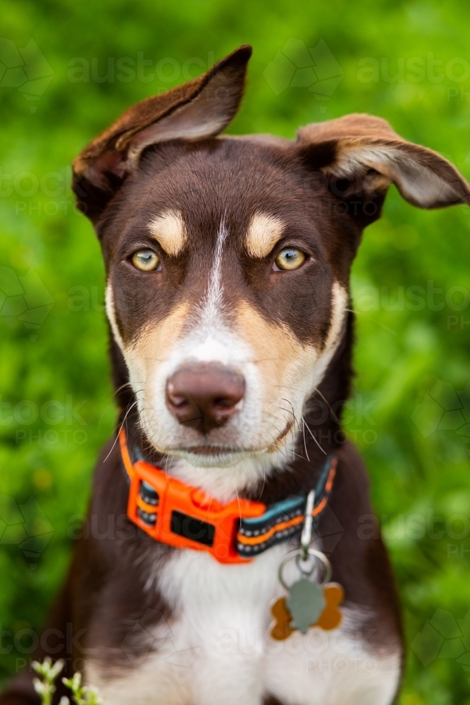 Image of portrait of young floppy eared kelpie dog - Austockphoto