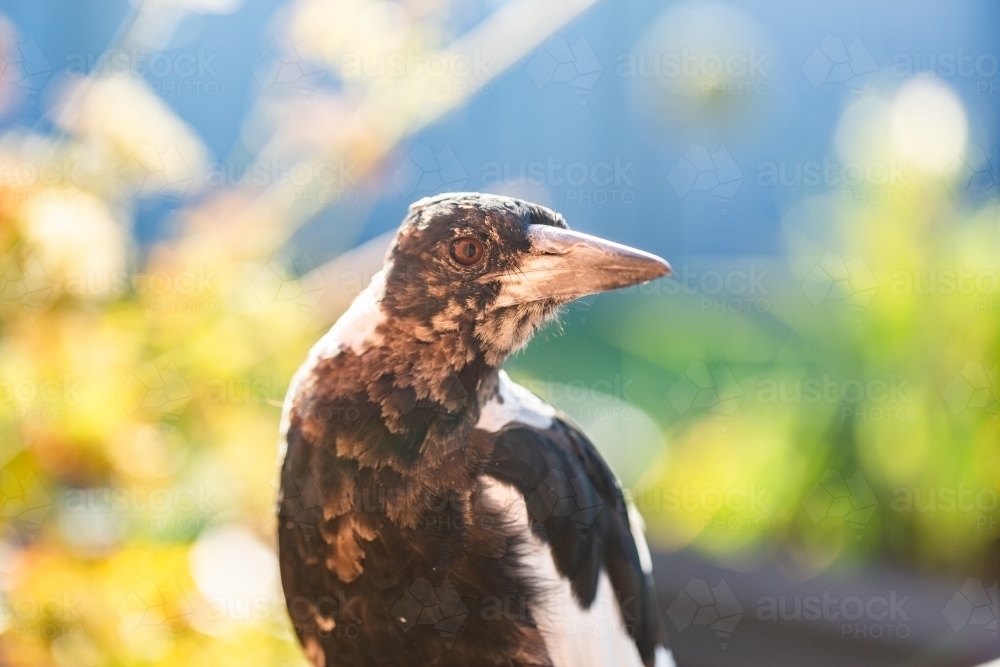 Image of Portrait of young juvenile magpie bird with patchy feathers in ...