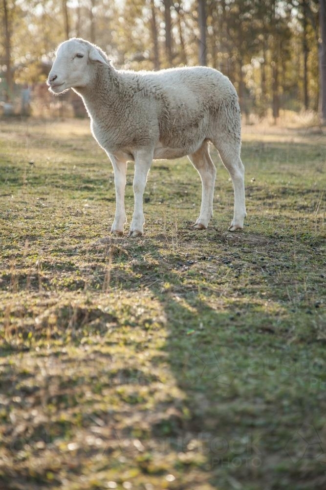 Image of Portrait on a single white dorper sheep in a paddock on a cold ...