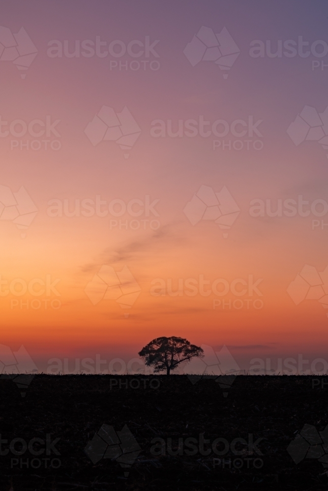 Image of Portrait view of a clear hazy morning at dawn with a vast sky ...