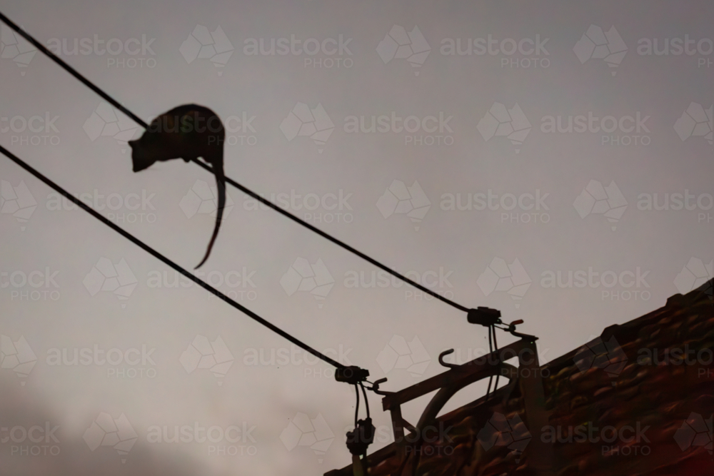 Image of Possum sitting on a powerline connected to a house - Austockphoto