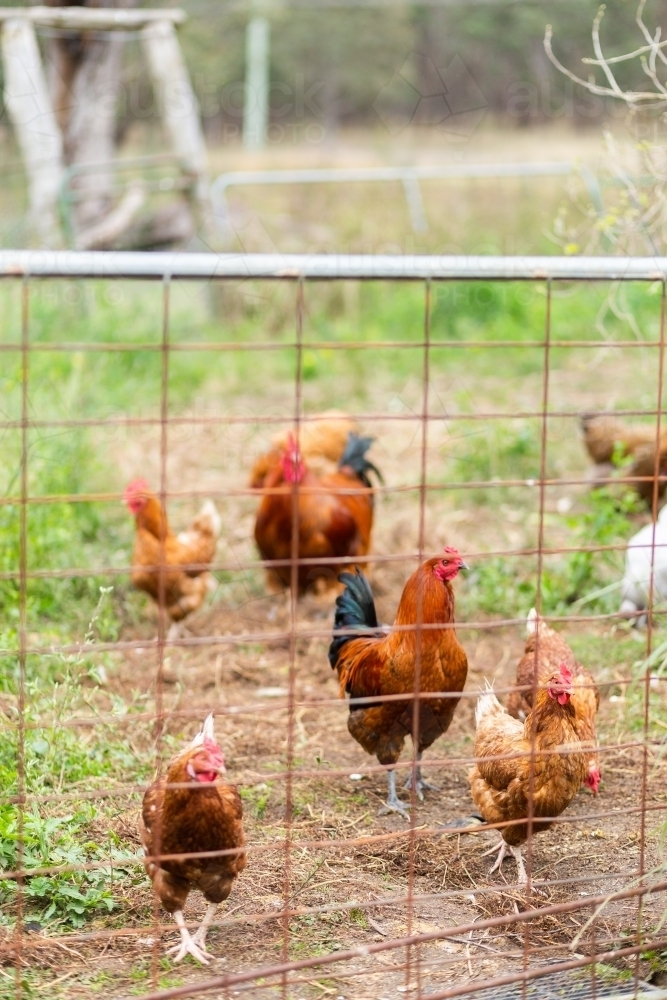 Image of Poultry flock of hens and roosters behind farm gate - Austockphoto