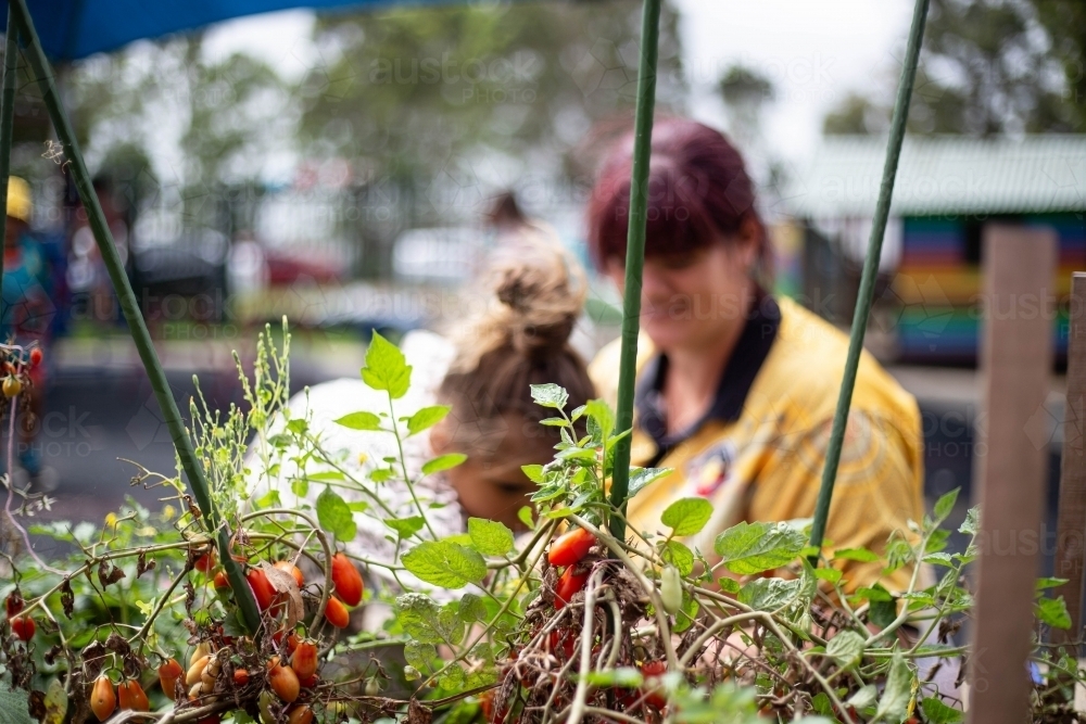 Image of Pre-schooler child with her educator picking cherry tomatoes ...