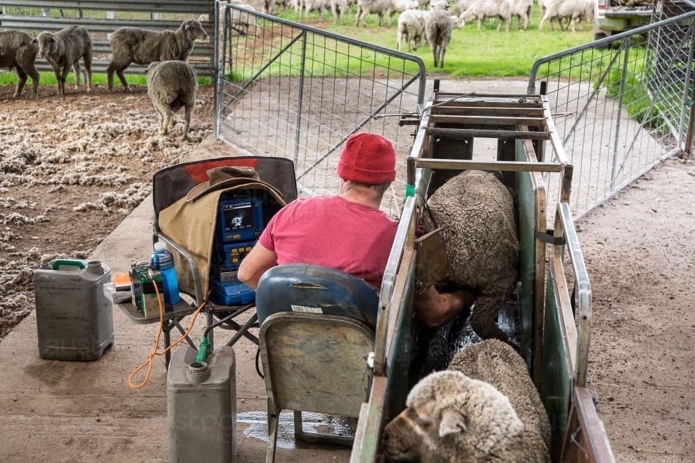 Image of Preg scanning ewes in sheep yards - Austockphoto
