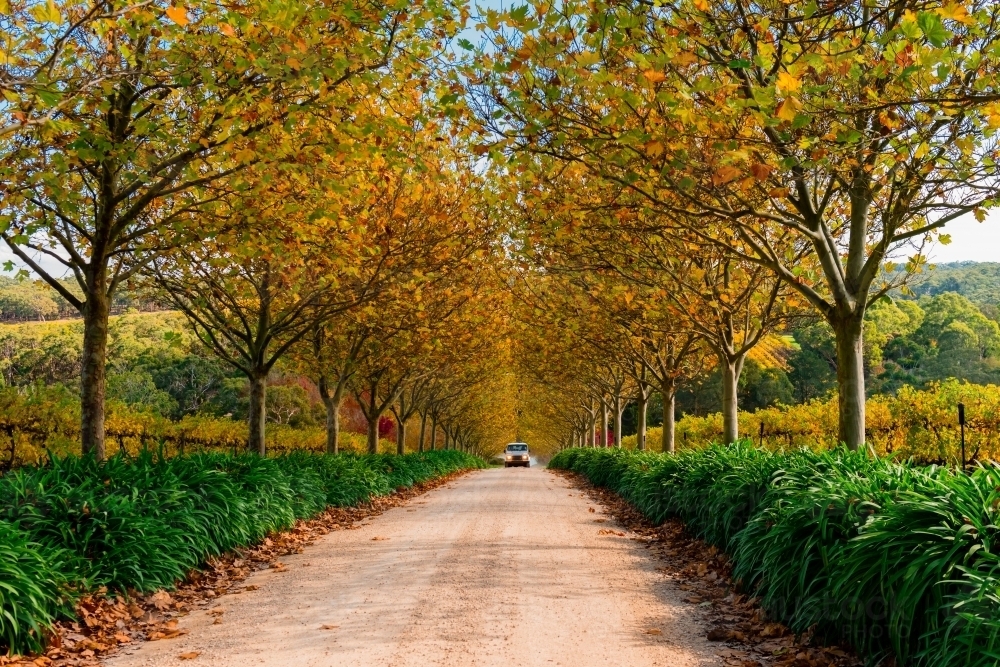 Image of pretty autumn scene, driveway under orange leaves with car ...