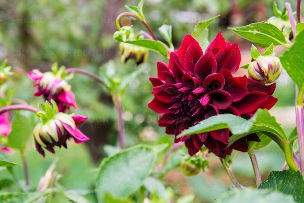 Image of pretty deep red dahlia in bloom in late summer - Austockphoto