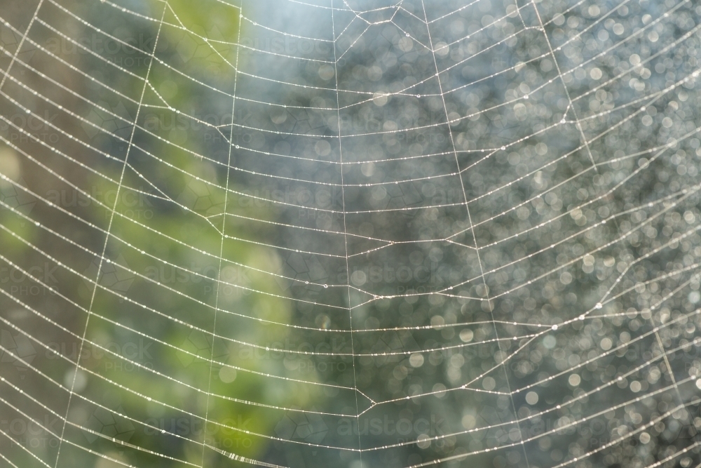 Image of pretty spiders web in long rectangle shapes - Austockphoto
