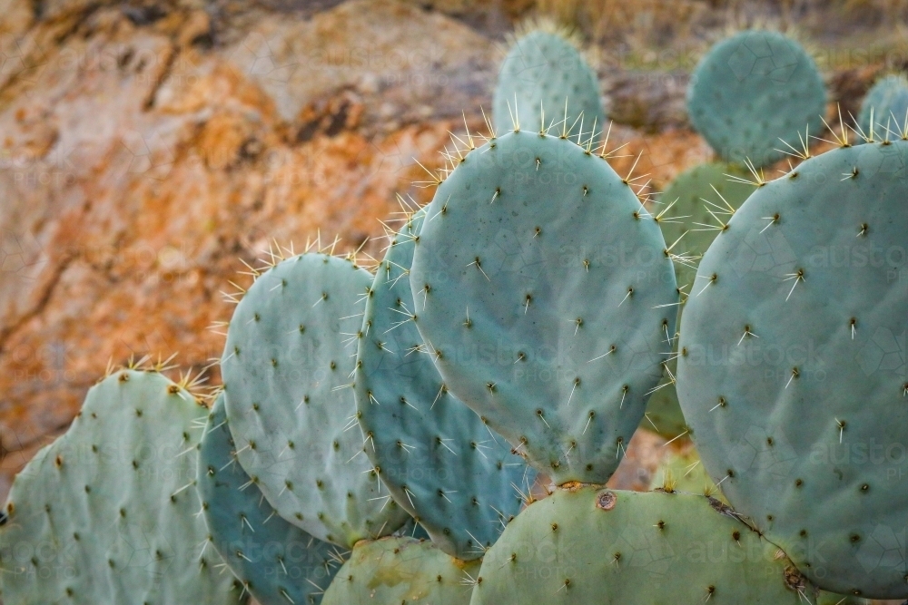Image of Prickly pear cactus growing wild as a weed in Victoria ...