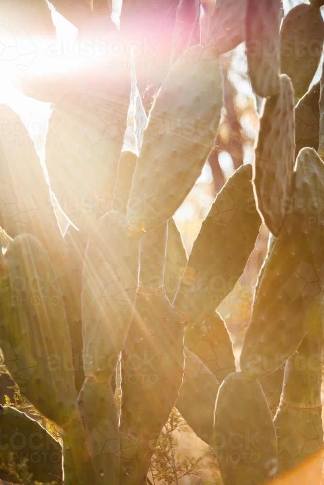 Image of Prickly pear weeds in bushland with sunray shining over them ...