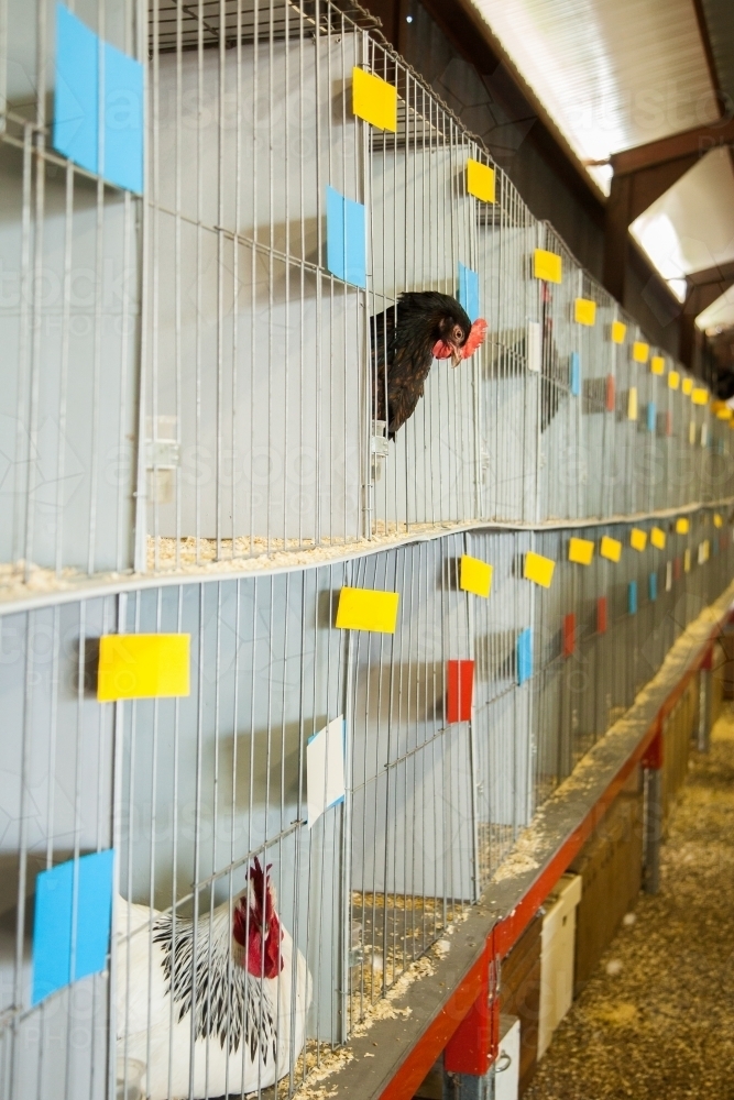Image of Prize winning chook with head outside cage at the poultry ...