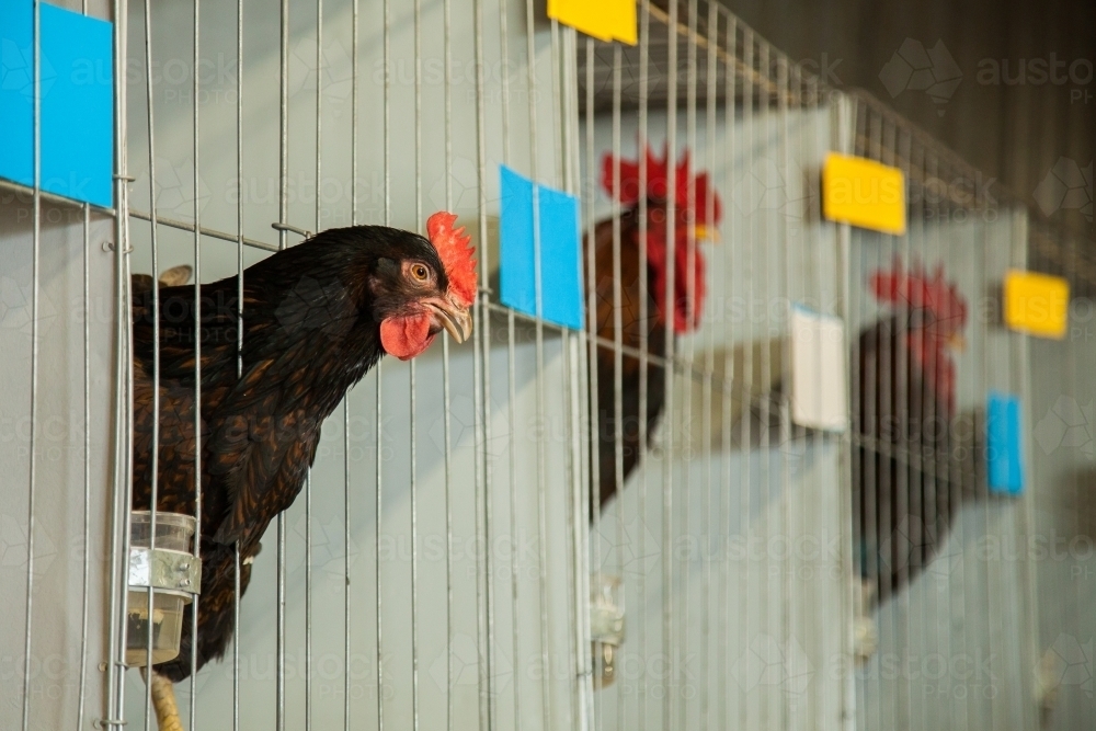 Image of Prize winning chook with head outside cage at the poultry ...