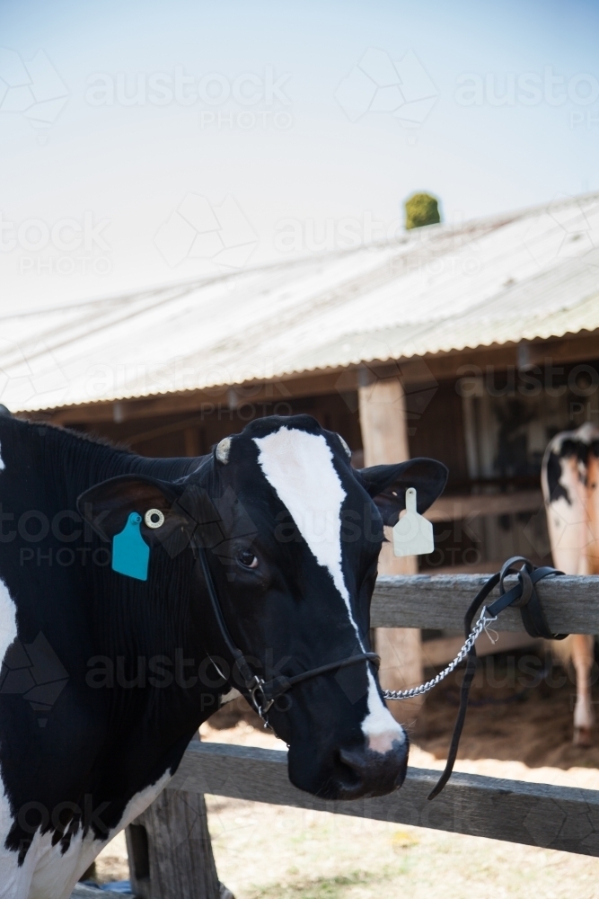 Image of Prize winning dairy cow at local agricultural showground in ...